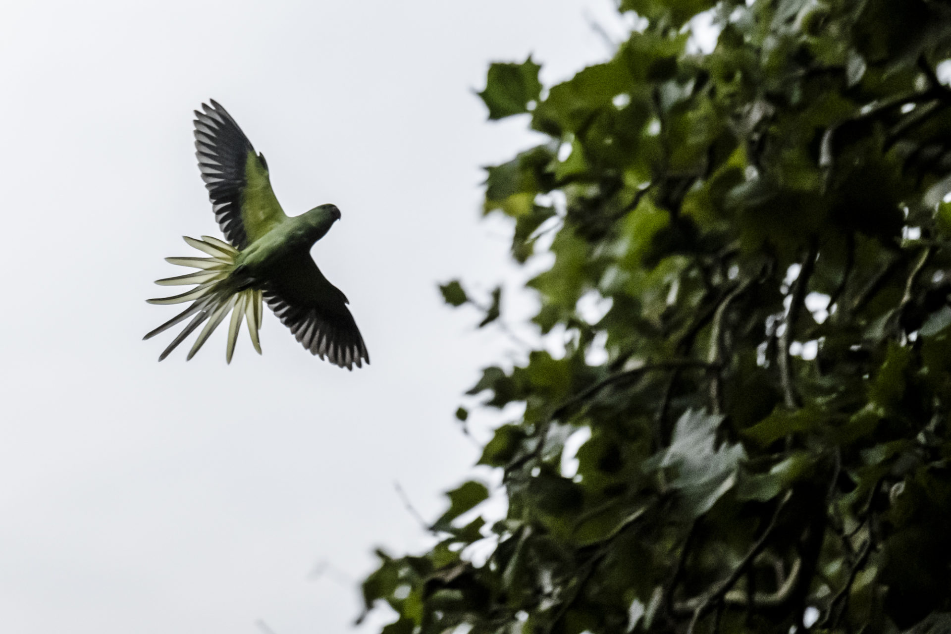Was man über die Sittiche von der Kö wissen sollte